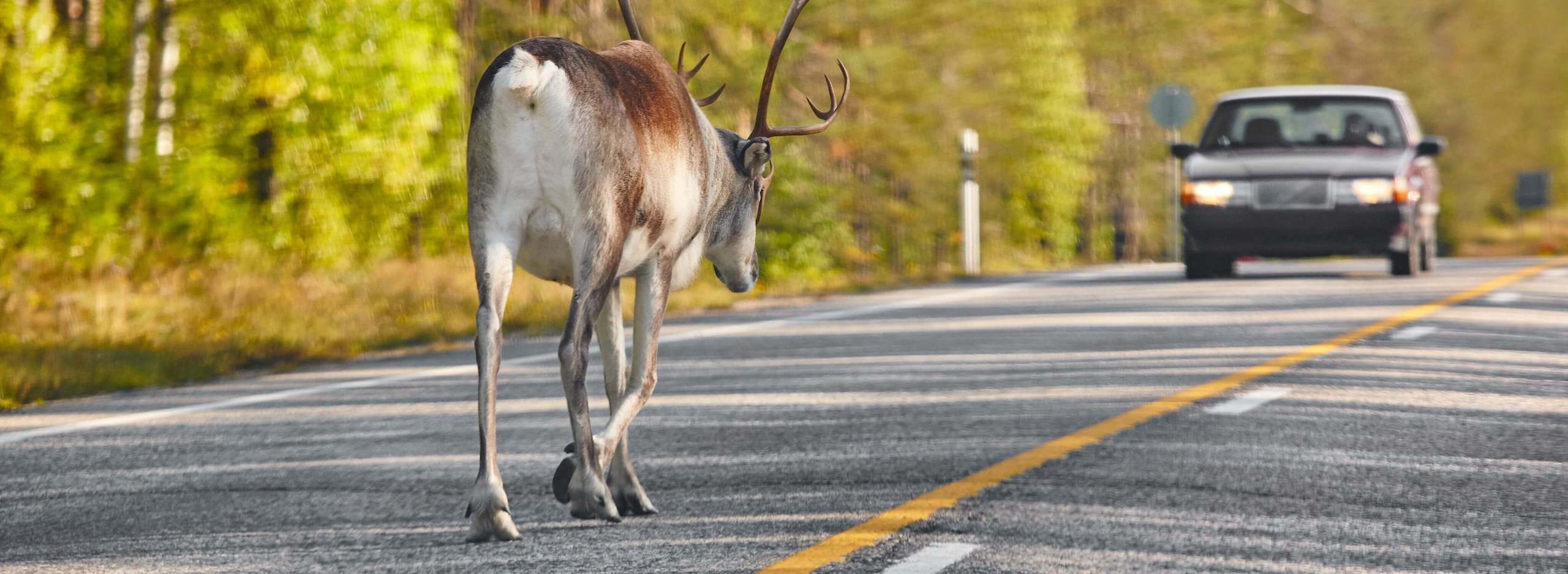 Wildunfall: Was tun? Wer zahlt? So verhalten Sie sich richtig!